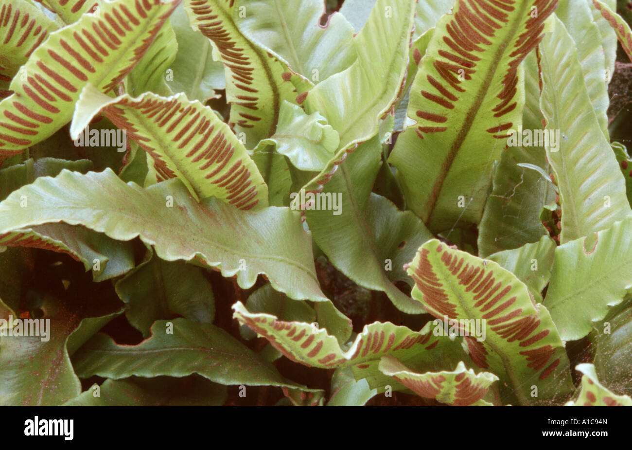 hart's tongue, European harts-tongue fern (Asplenium scolopendrium ...
