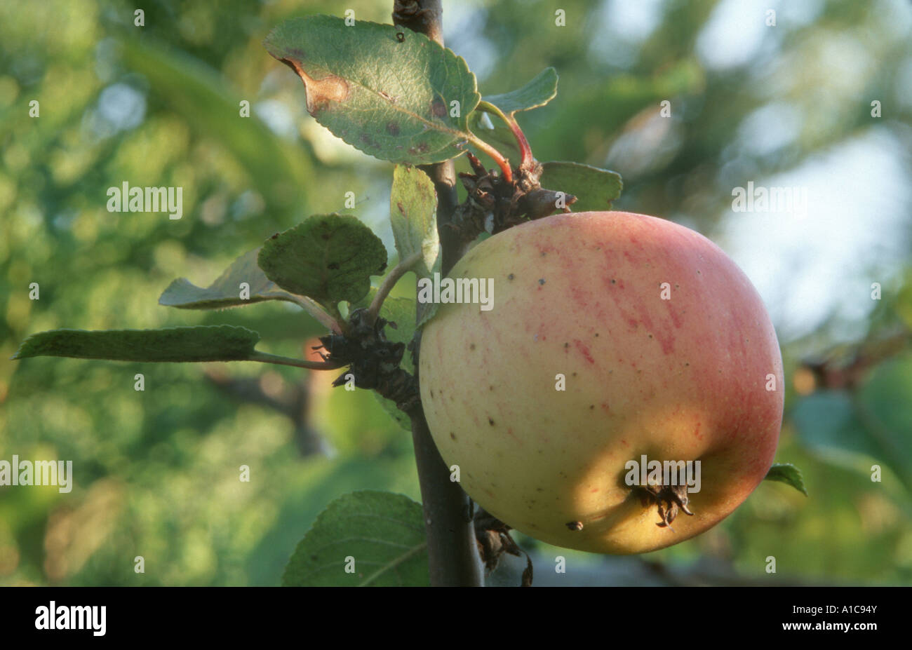 Apple tree malus domestica gravensteiner hi-res stock photography and ...