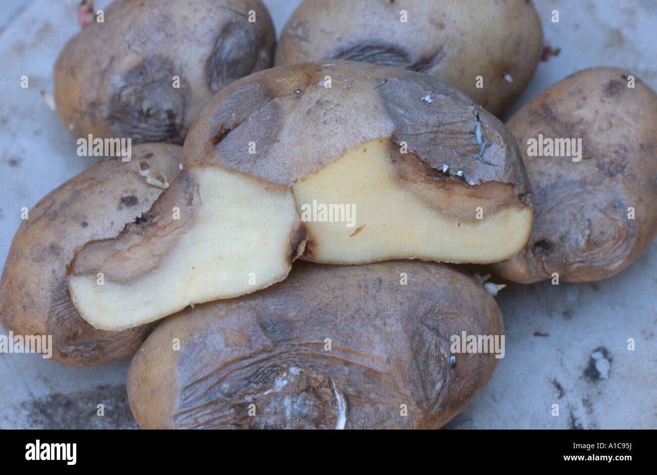 Phytophtora infestans hi-res stock photography and images - Alamy