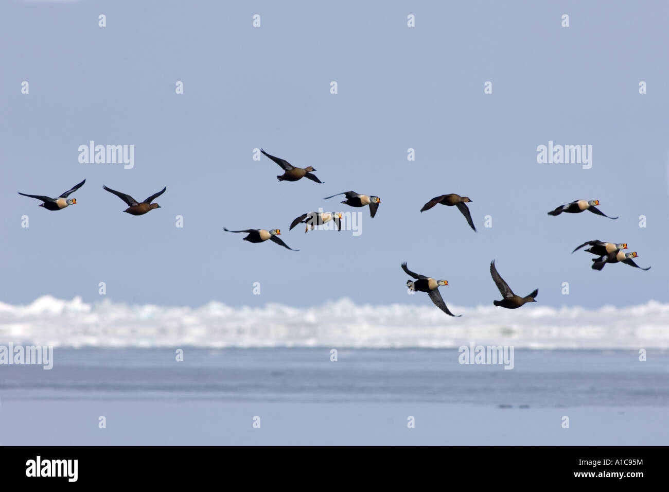 Species king eider hi-res stock photography and images - Alamy