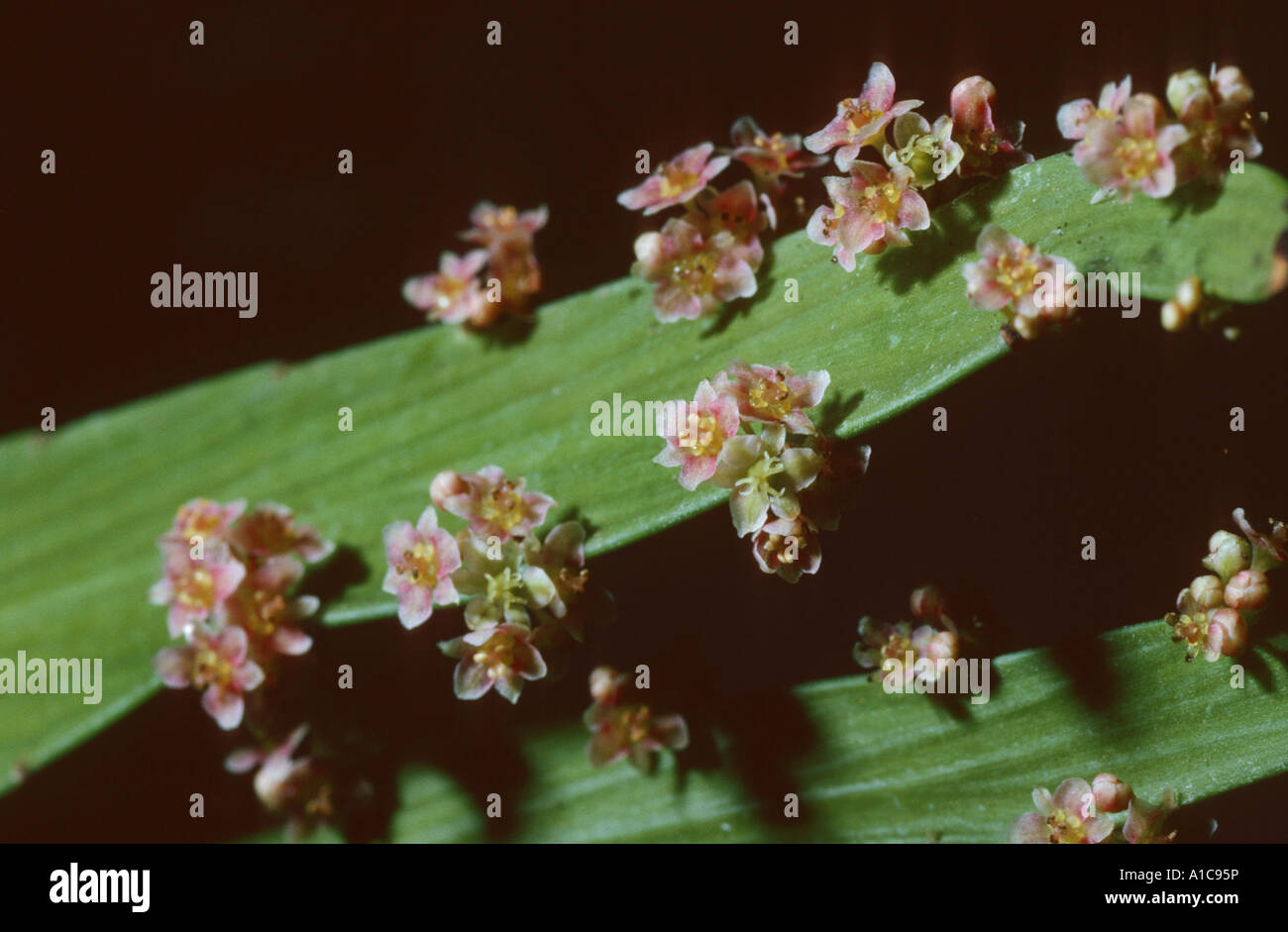 foliage flower, Phyllanthus (Phyllanthus angustifolius), detail of a ...
