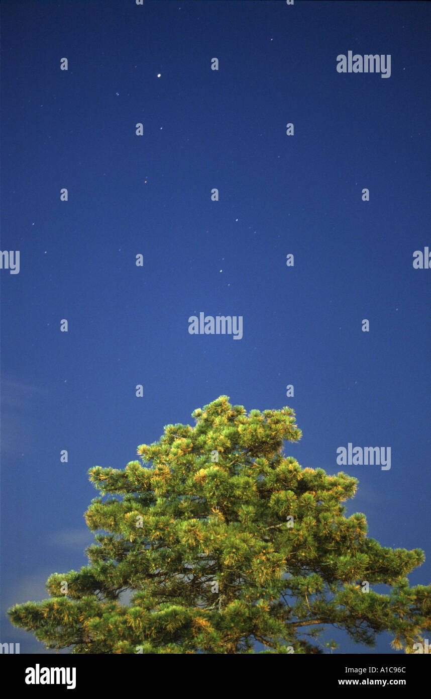 Evergreen treetop in blue night sky with stars, Ottawa Ontario Canada ...