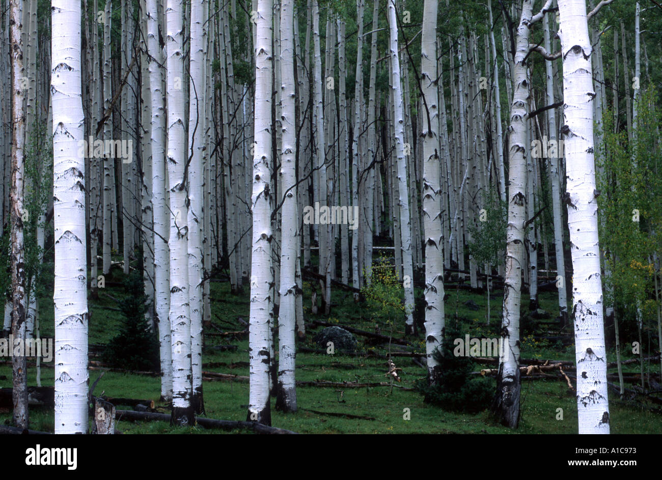 Birch tree forest, Dixie National Forest Utah USA, September 1999 Stock ...