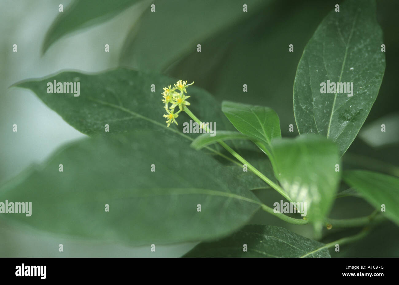 avocado (Persea americana), flowers Stock Photo - Alamy