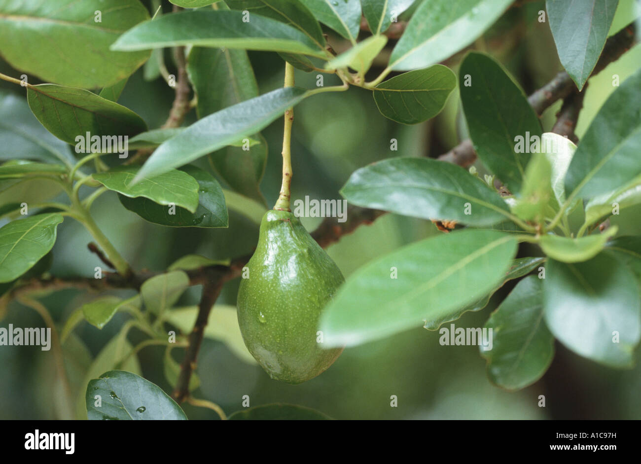 avocado (Persea americana), flowers Stock Photo - Alamy
