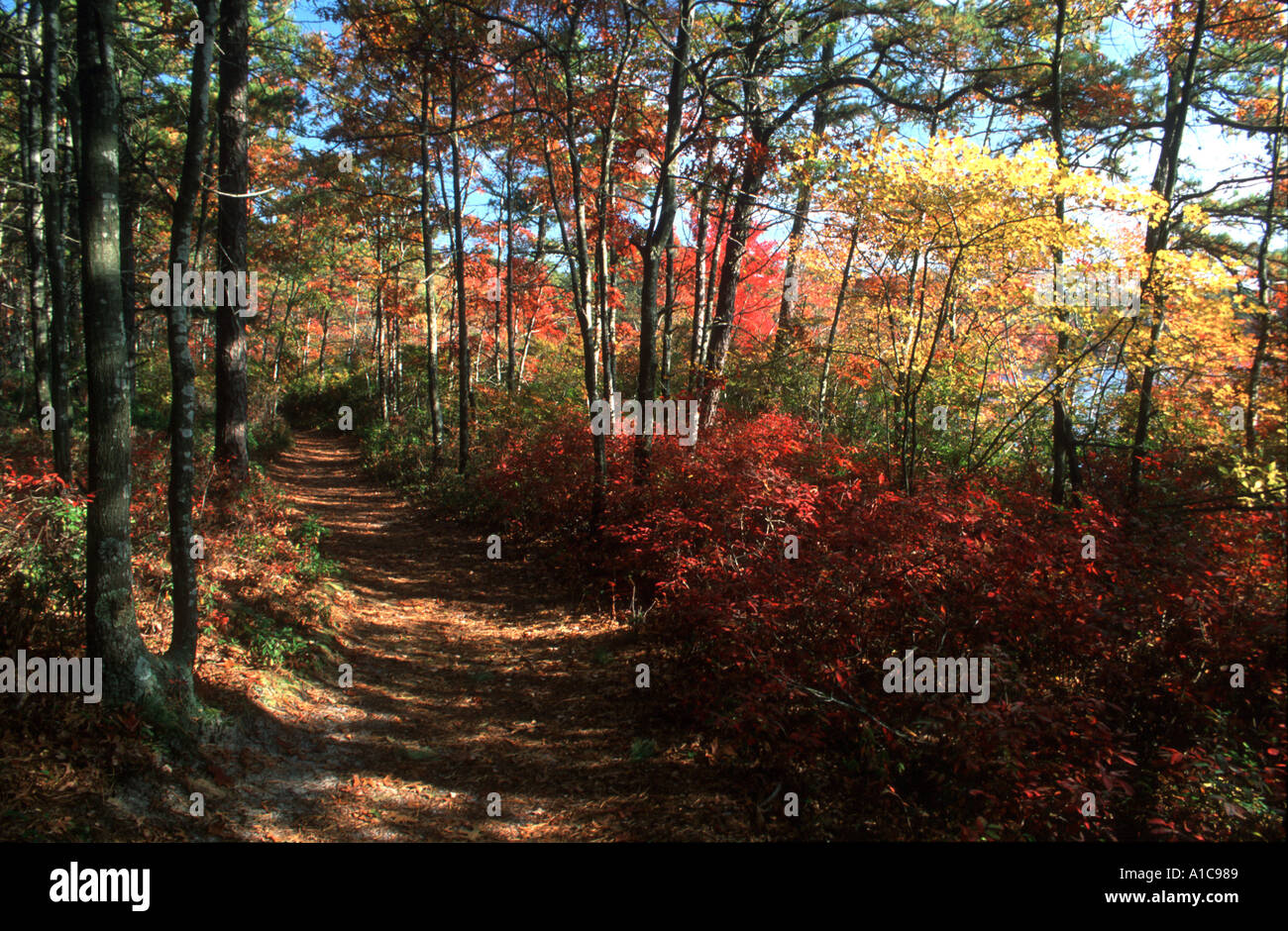 Fall coloured forest trail in Sears-Bellows County Park, Long Island ...