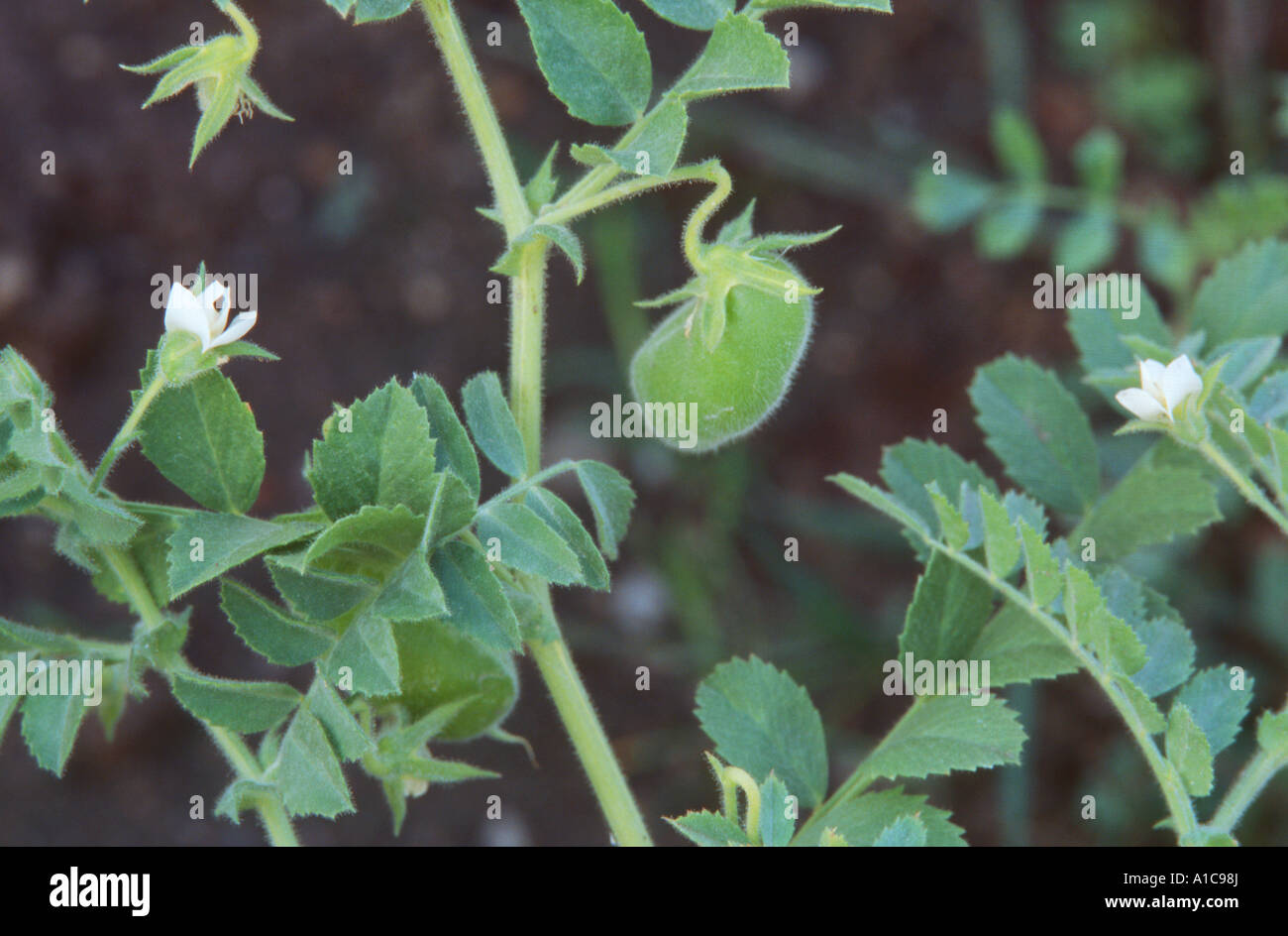 bush garbanzo bean, chickpea (Cicer arietinum), flowers and fruits ...