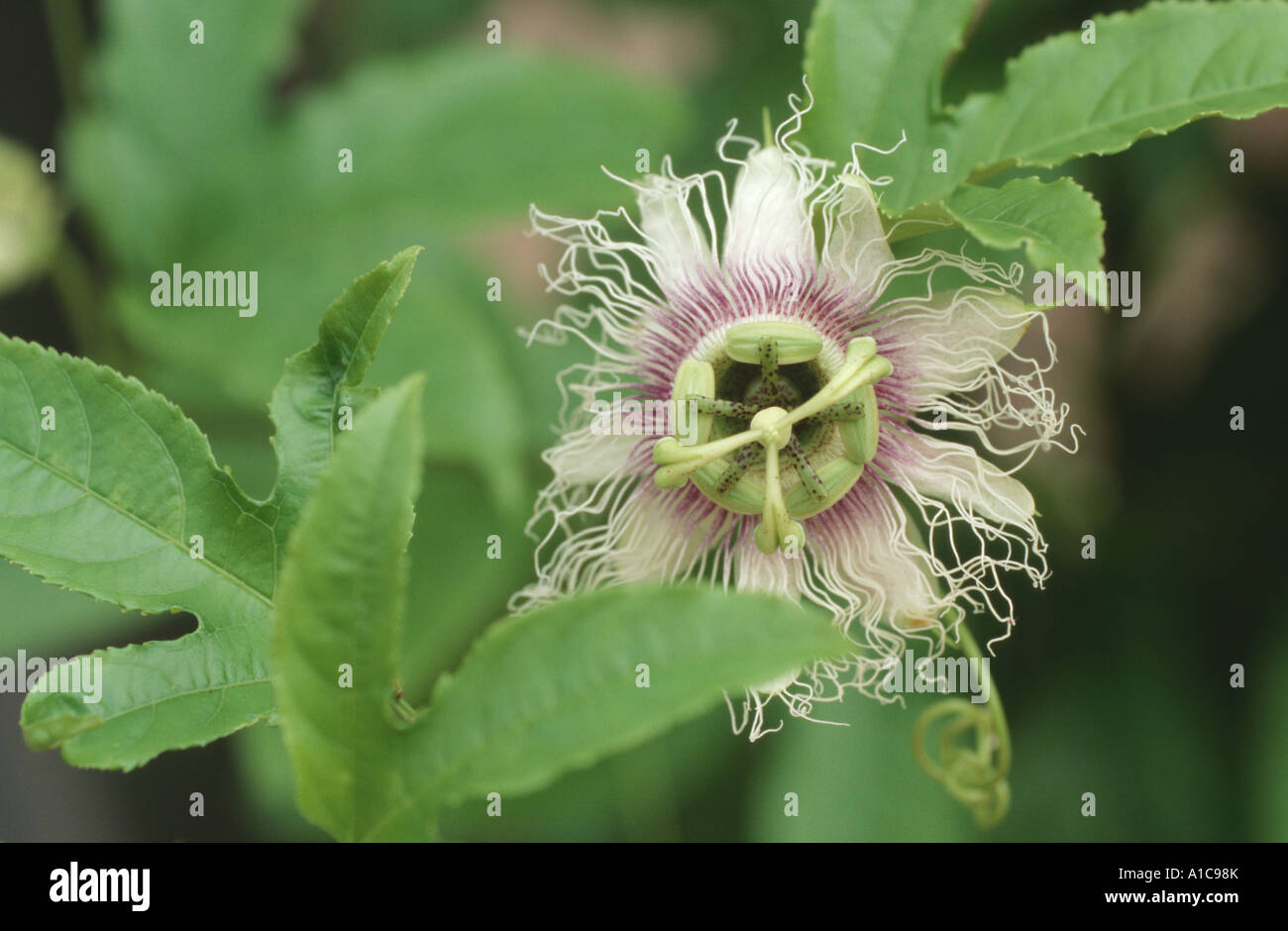 passion fruit, granadilla (Passiflora edulis), flower Stock Photo - Alamy