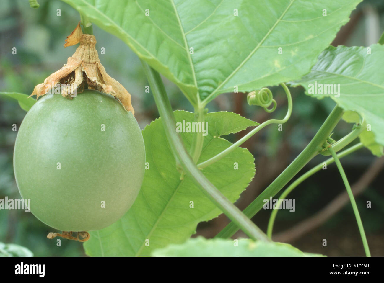 passion fruit, granadilla (Passiflora edulis), fruit Stock Photo - Alamy