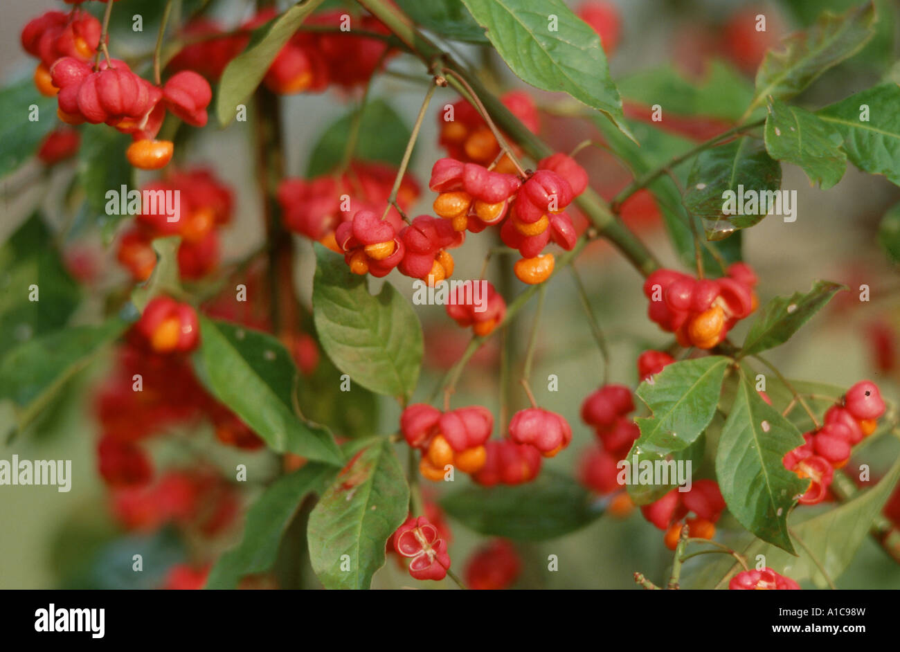 European spindle-tree (Euonymus europaea, Euonymus europaeus), fruits ...