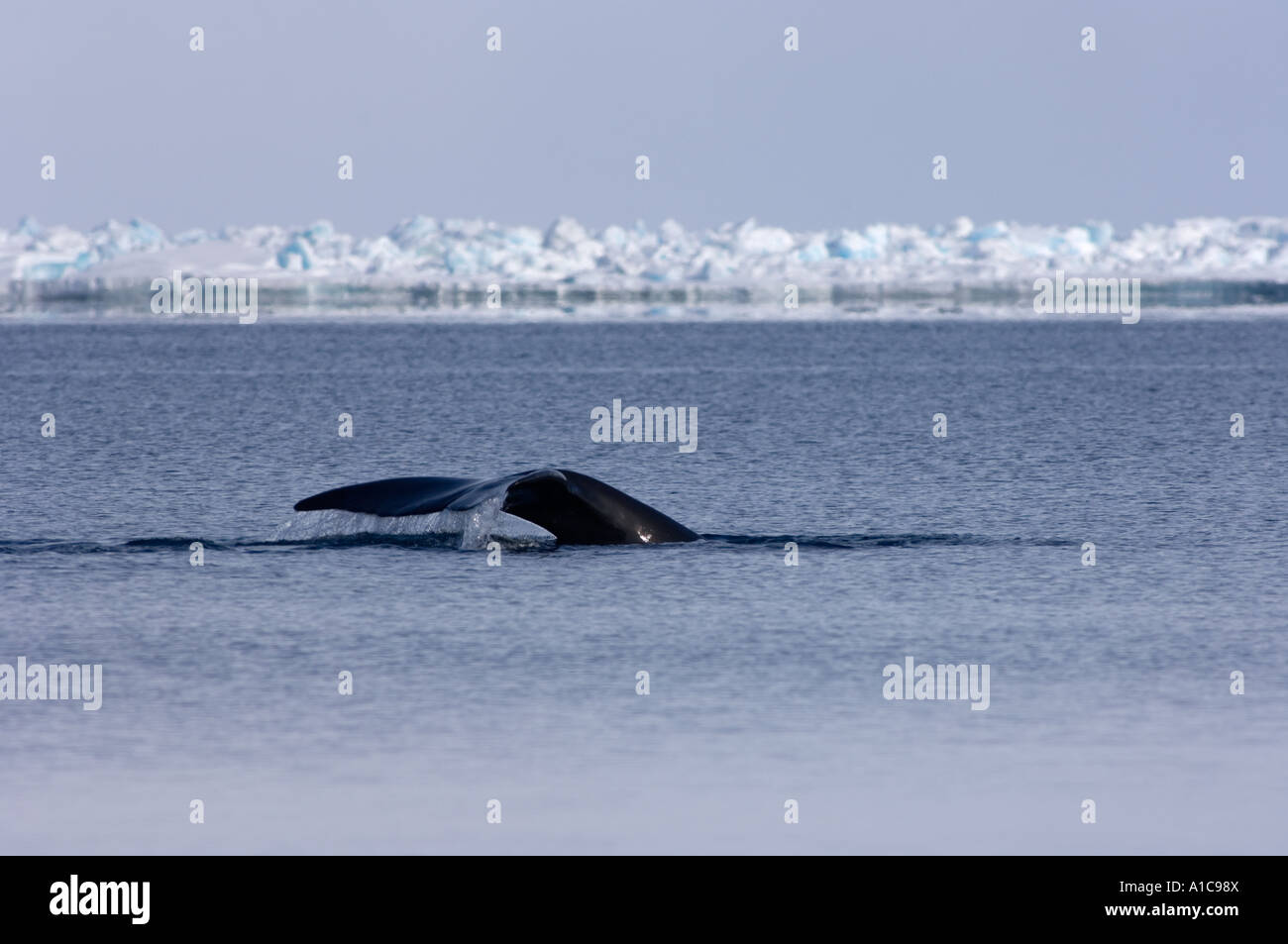 bowhead whale Balaena mysticetus in an open lead on the frozen Chukchi ...