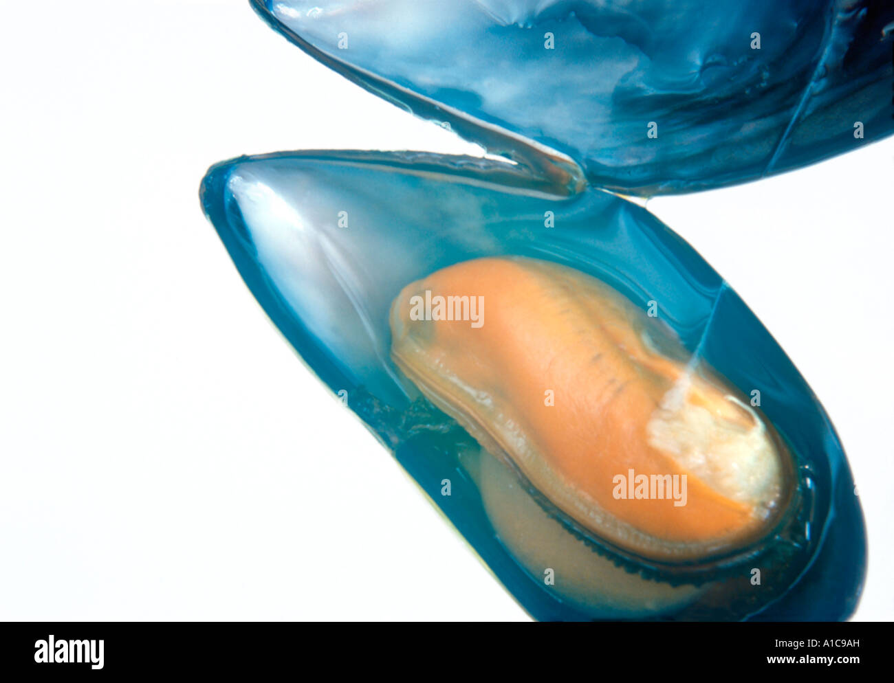 Blue mussels mytilus edulis mytilidae hi-res stock photography and ...