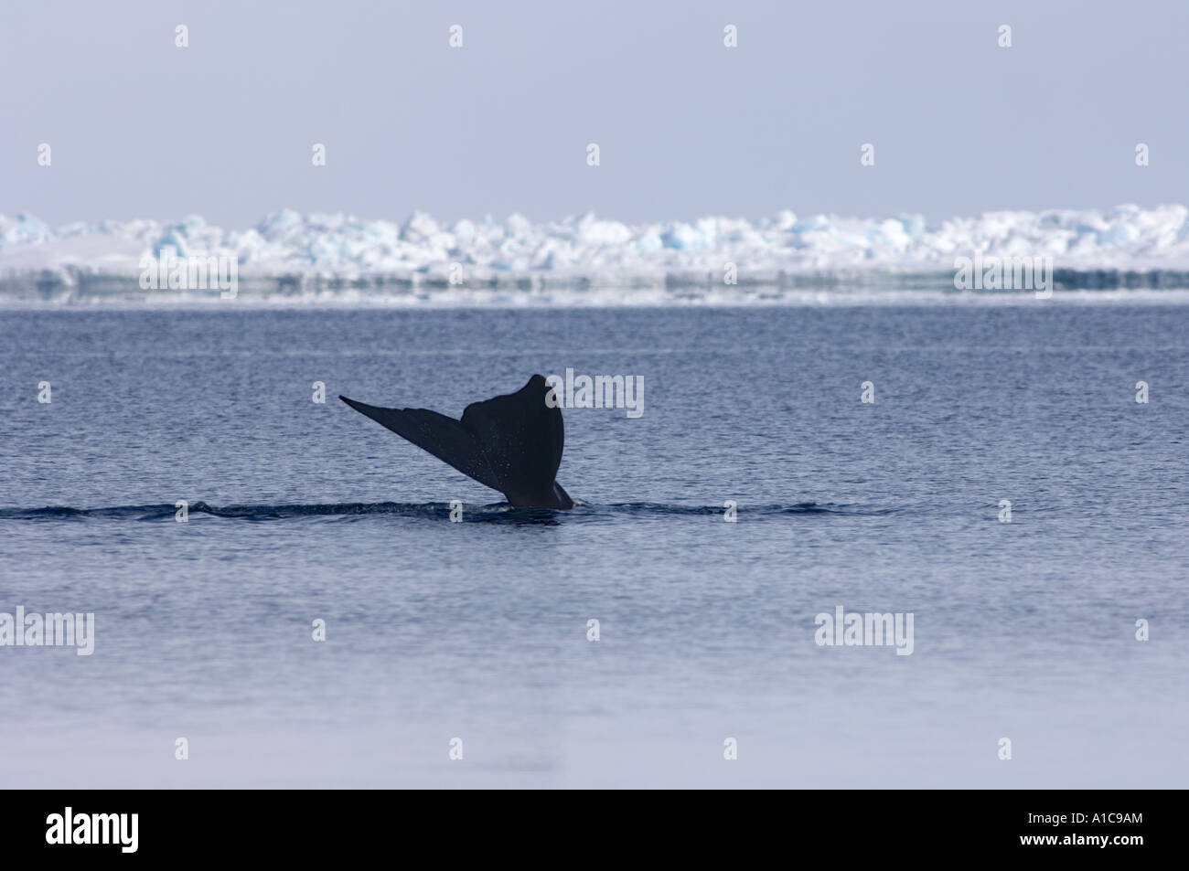 bowhead whale Balaena mysticetus in an open lead on the frozen Chukchi ...
