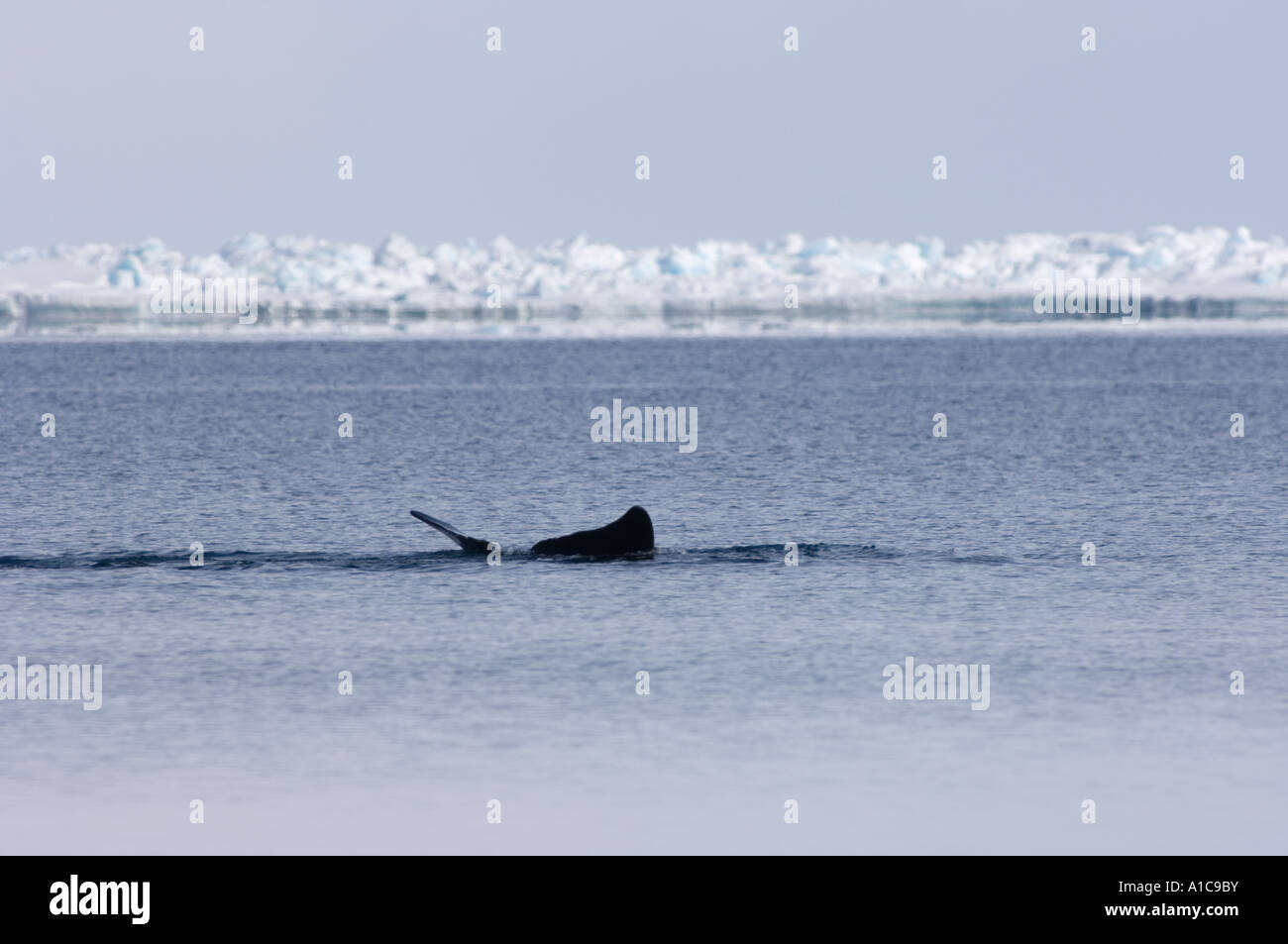Bowhead whale balaena mysticetus tail hi-res stock photography and ...