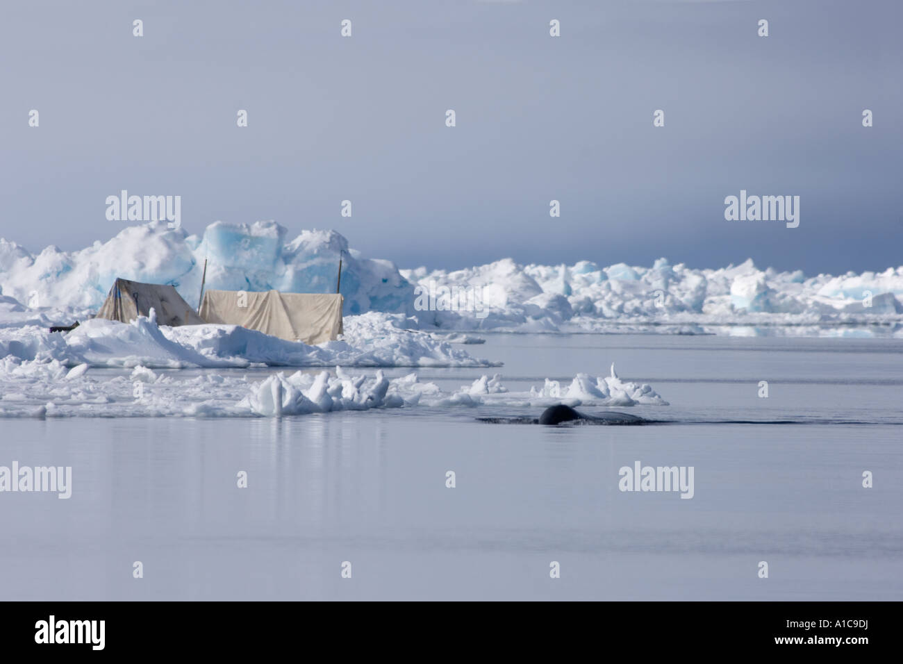 bowhead whale Balaena mysticetus at the edge of an open lead Chukchi ...