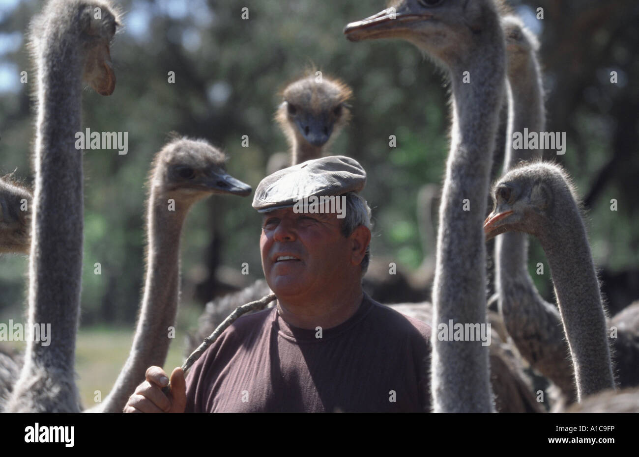 Ostrich With Human Teeth And Braces