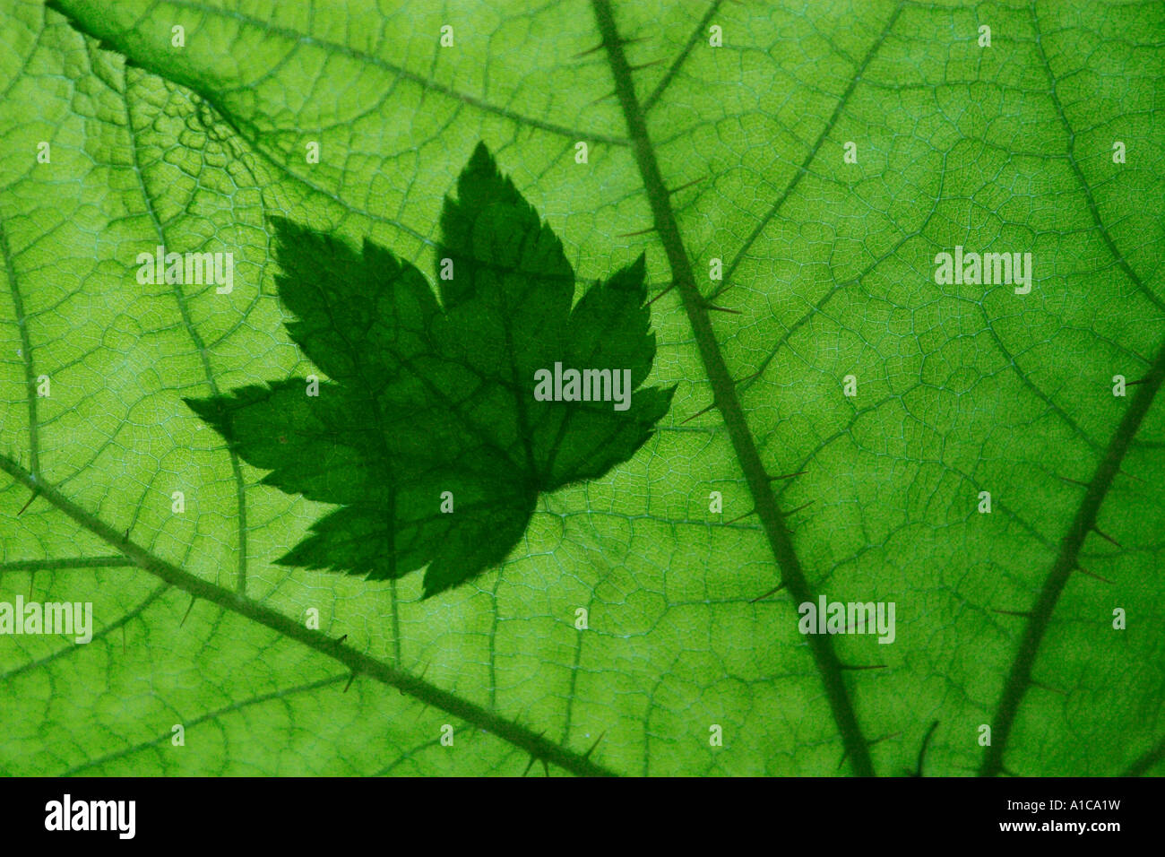 Two leaves one upon hi-res stock photography and images - Alamy