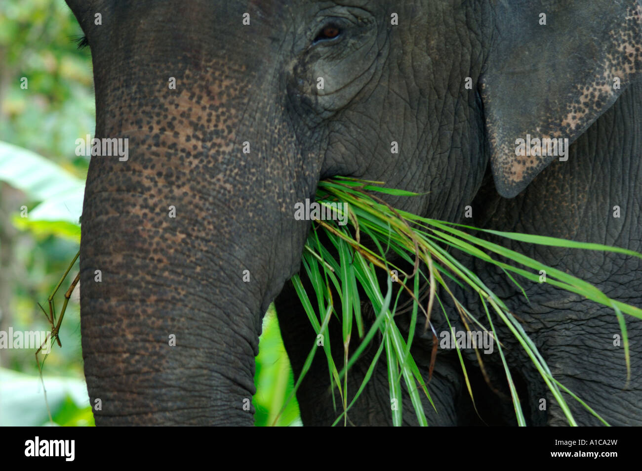 Asiatic elephant, Asian elephant (Elephas maximus), feeding on grass ...