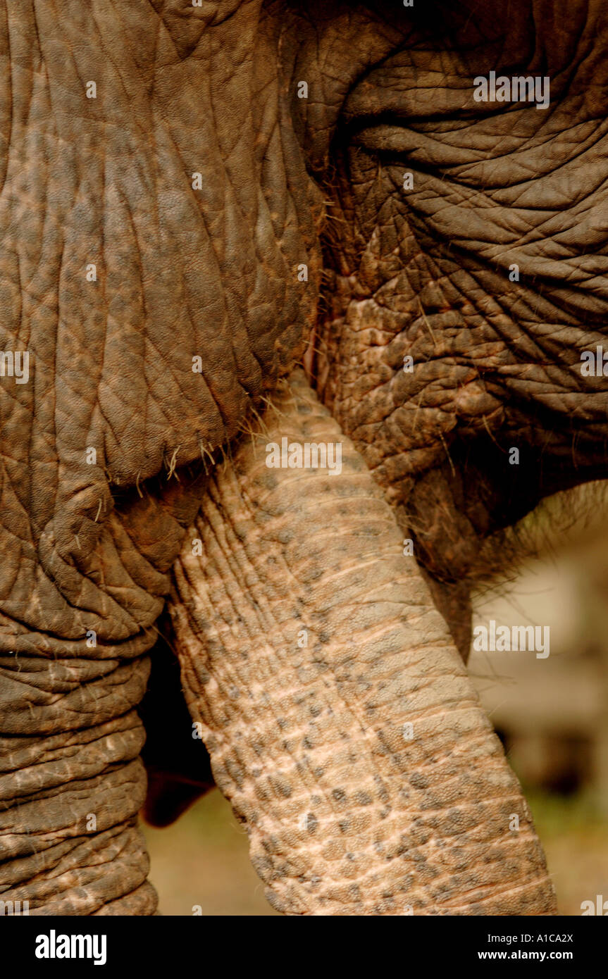 Asiatic elephant, Asian elephant (Elephas maximus), proboscis and mouth ...
