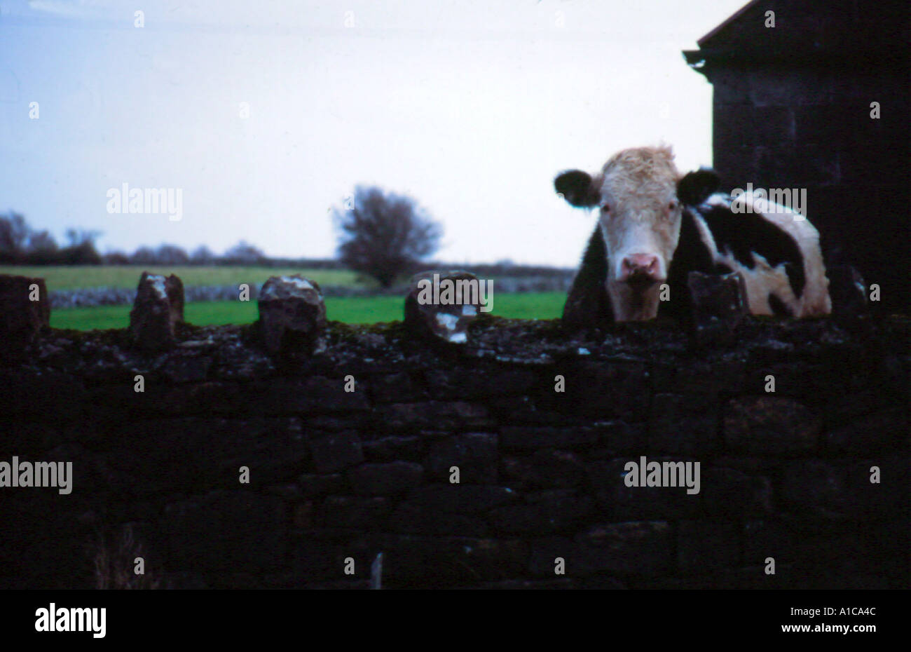 Ireland cow meat hi-res stock photography and images - Alamy