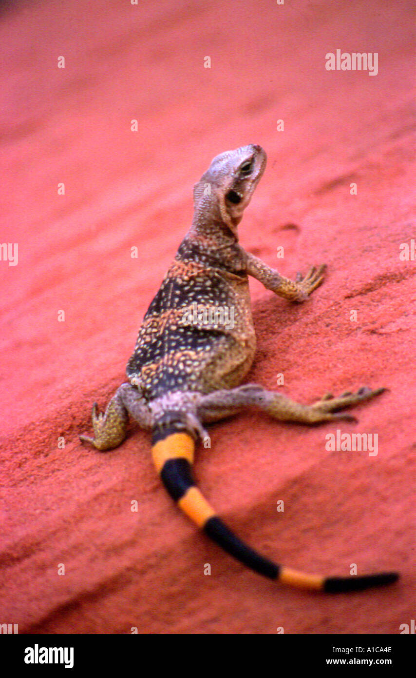 Reptile in the Valley of Fire Nevada USA Stock Photo - Alamy