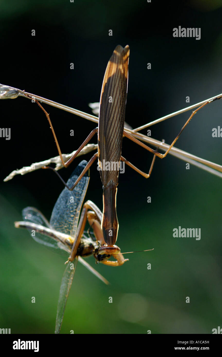 European preying mantis (Mantis religiosa), feeding a dragonfly, France ...