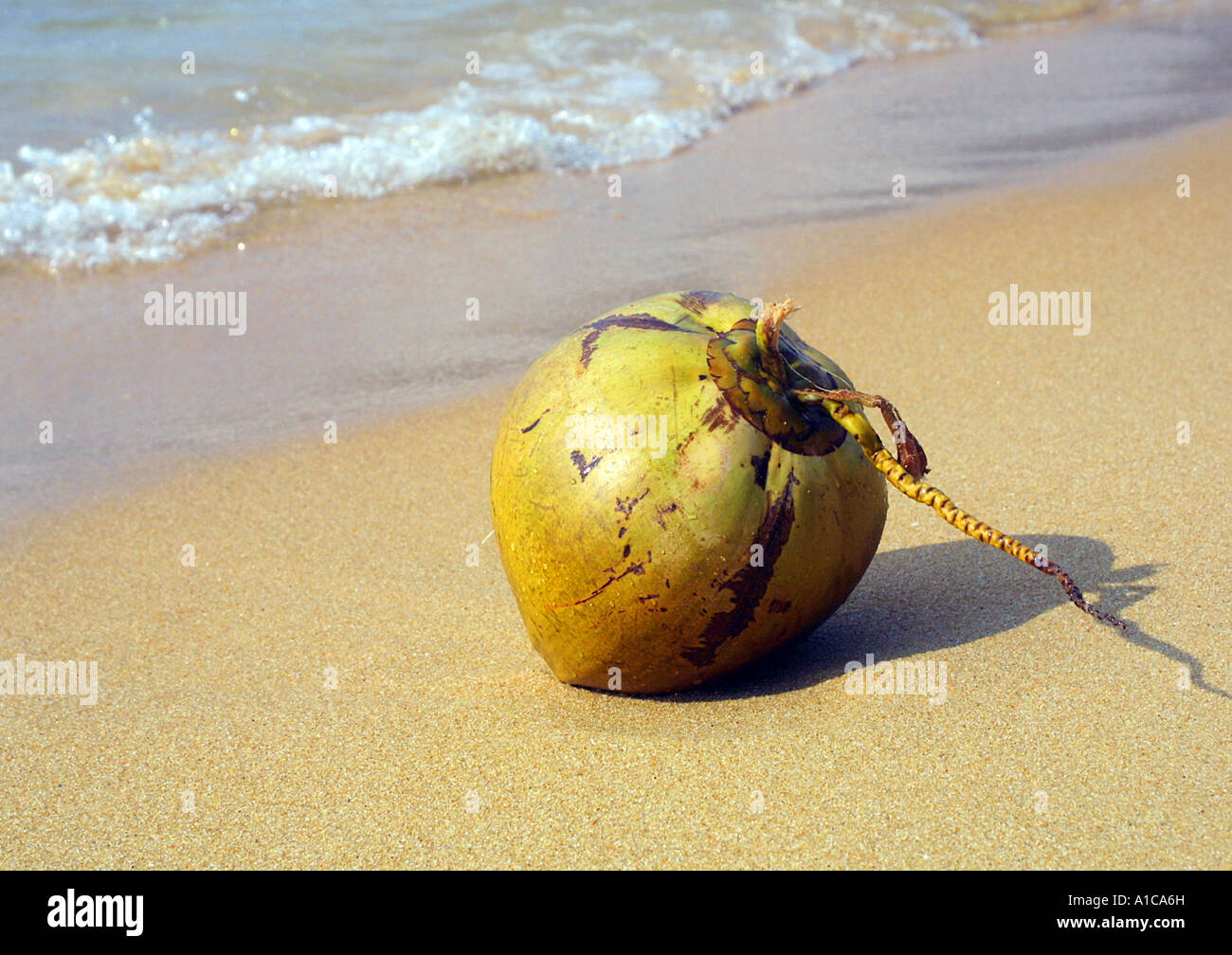 Coconut seed dispersal hi-res stock photography and images - Alamy