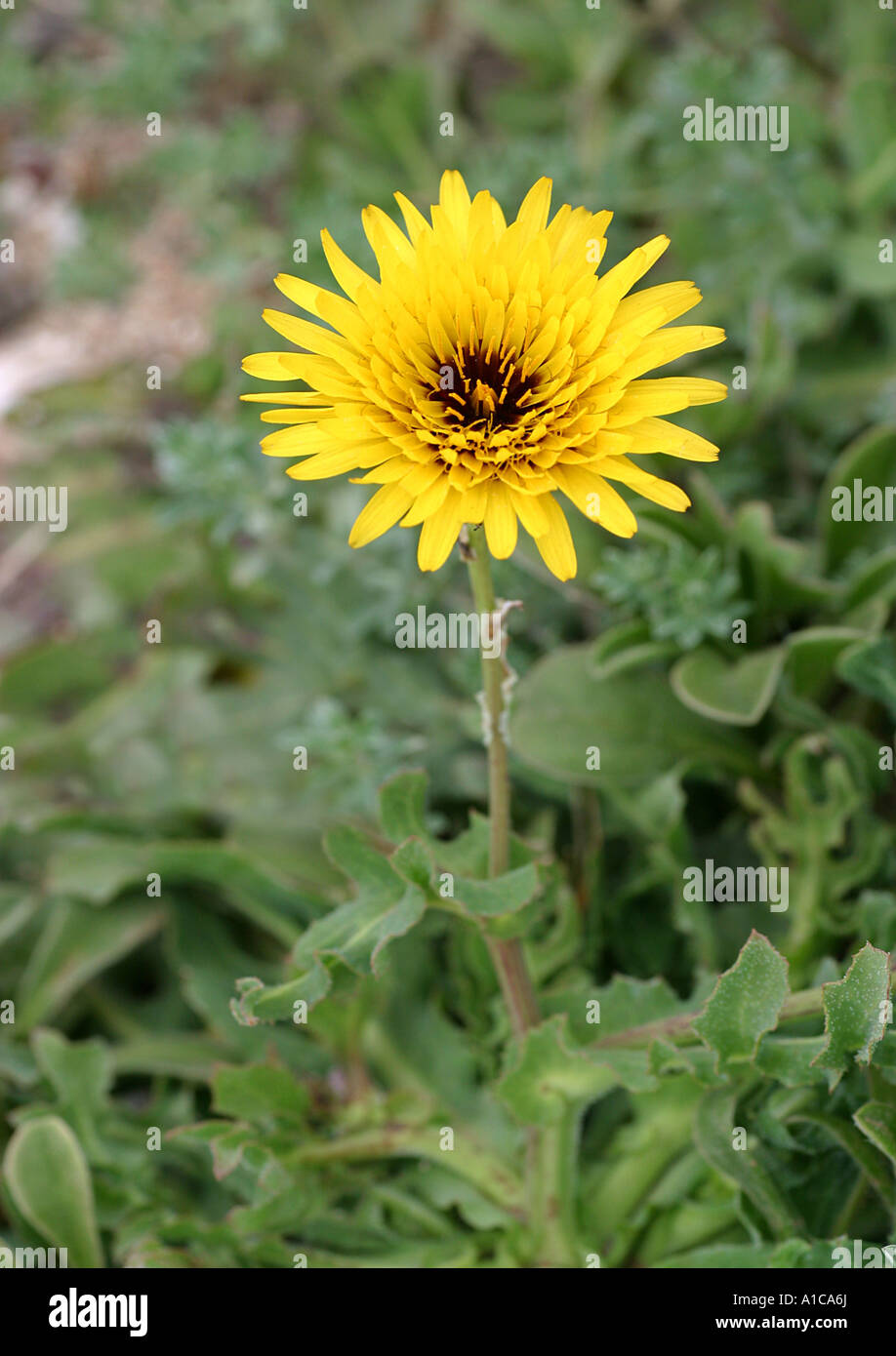 false sowthistle, Poppy-Leaved Reichardia (Reichardia tingitana ...