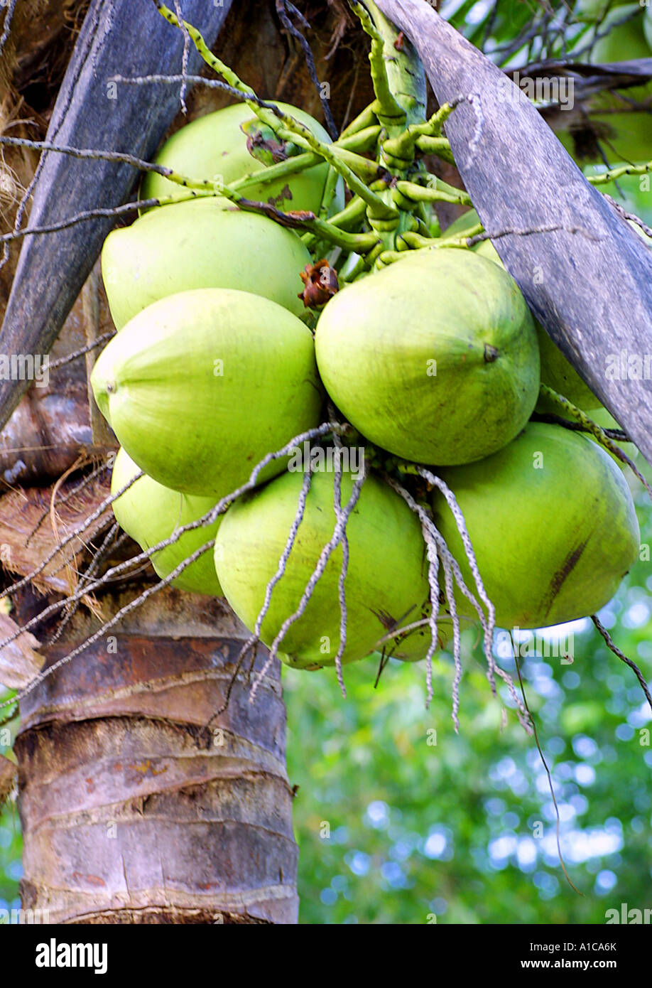 Coconut palm cocos nucifera infructescence hi-res stock photography and ...