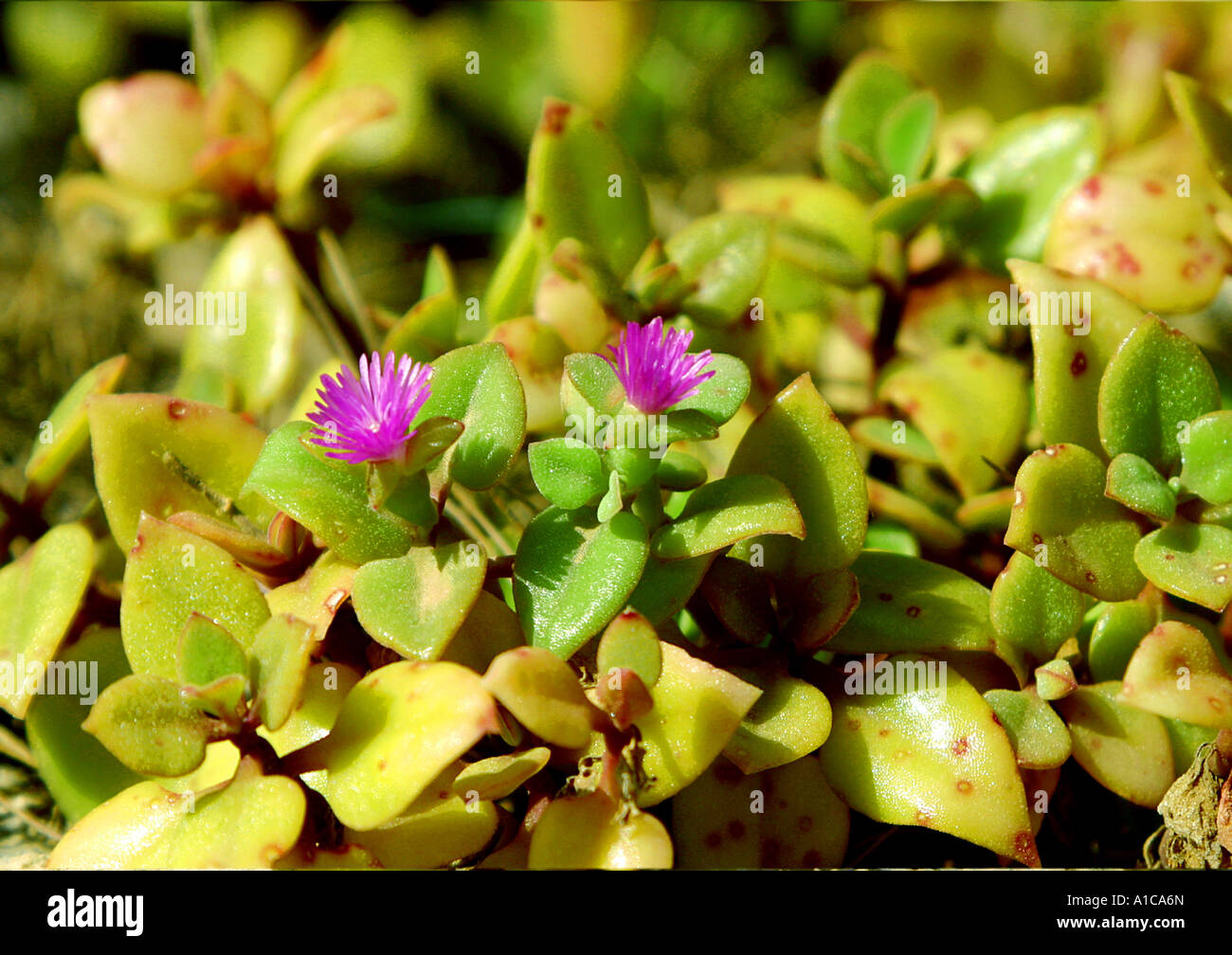 Ice Plant, Baby Sun Rose (Aptenia cordifolia), blooming plant Stock ...