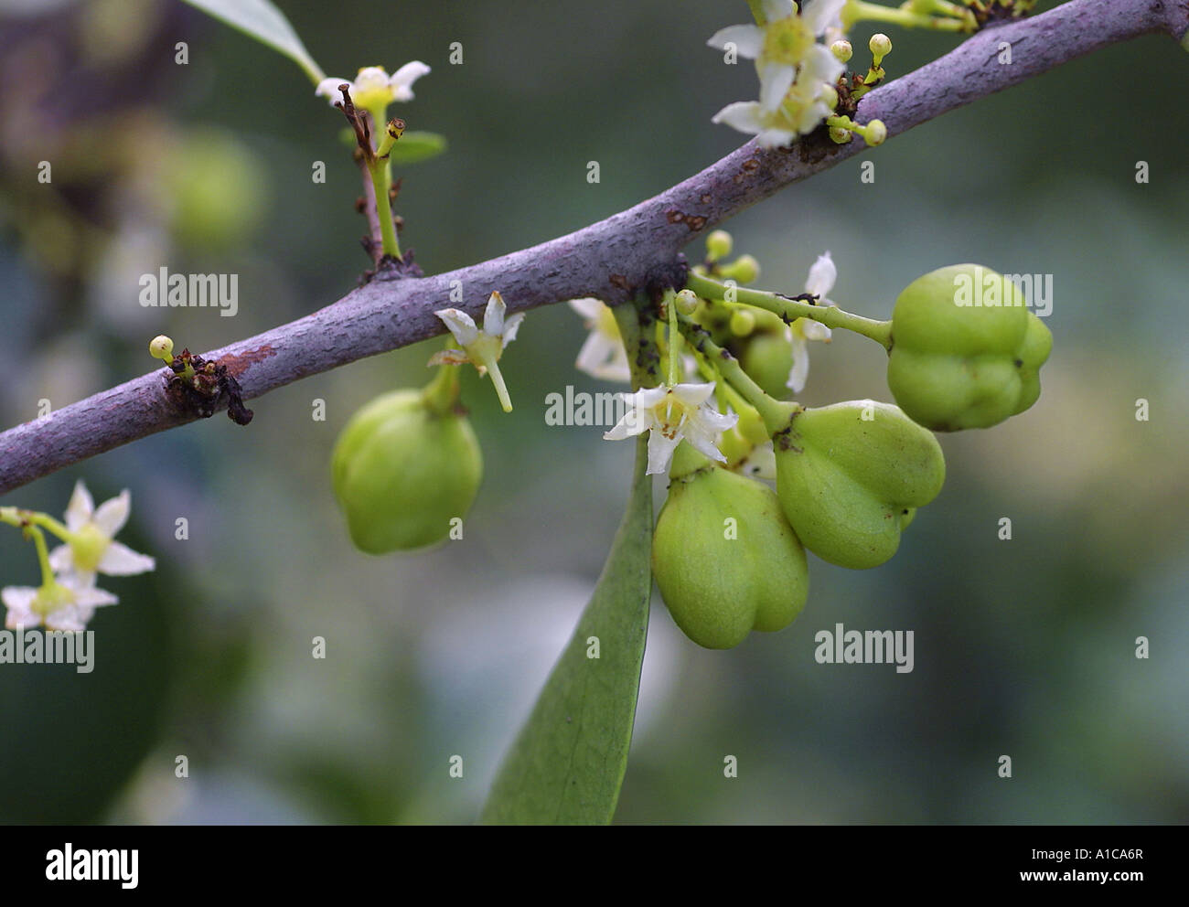 Maytenus canariensis hi-res stock photography and images - Alamy