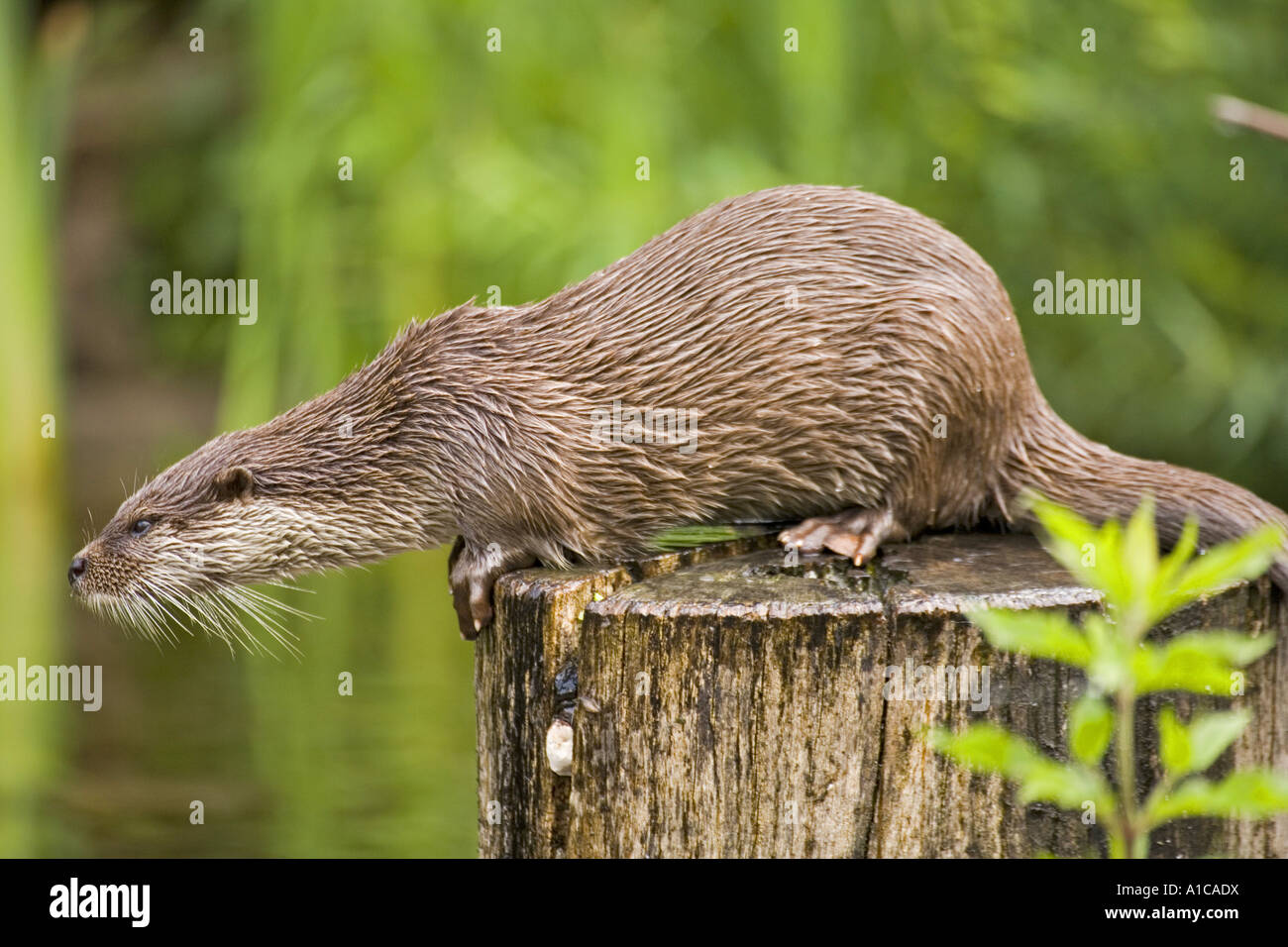 European river otter, European Otter, Eurasian Otter (Lutra lutra), on ...