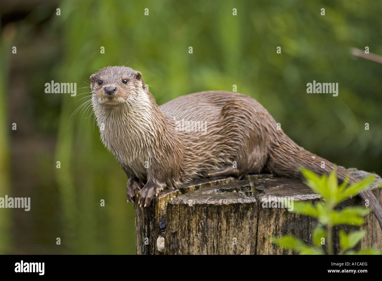 European river otter, European Otter, Eurasian Otter (Lutra lutra), on ...