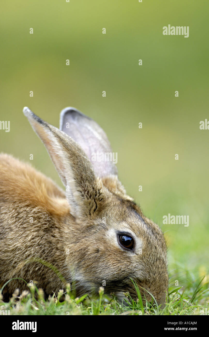 European rabbit (Oryctolagus cuniculus), feeding, Netherlands Stock ...