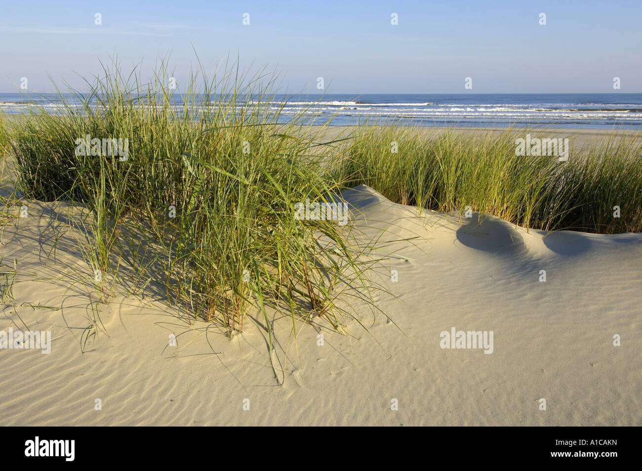 beach grass, European beachgrass, marram grass, psamma, sea sand-reed ...
