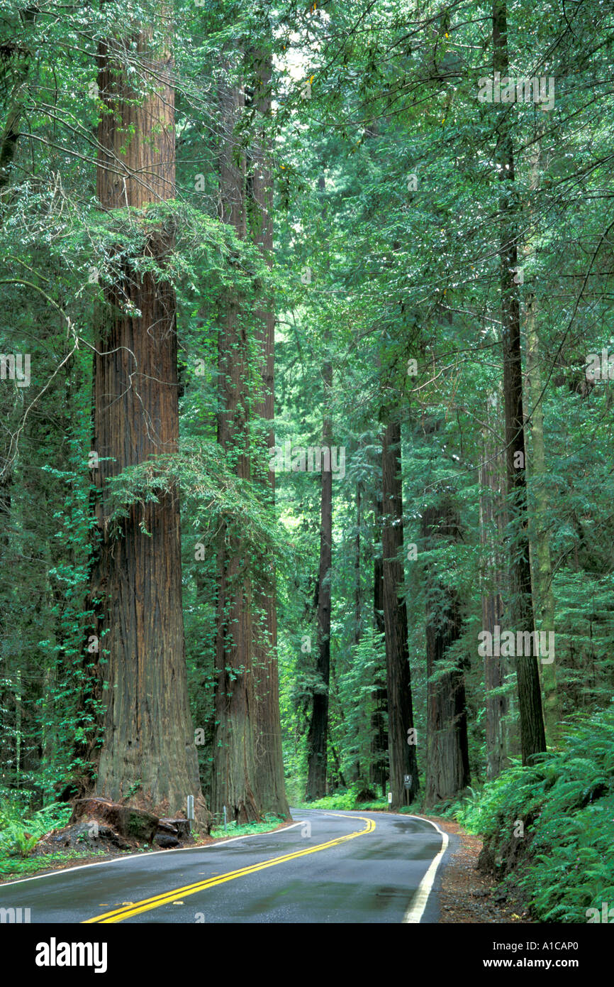 scenic country road through a forest of ancient redwood trees along the ...