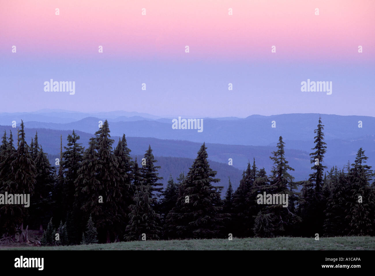 evergreen tree forests in the Pacific Northwest in the mountains of ...