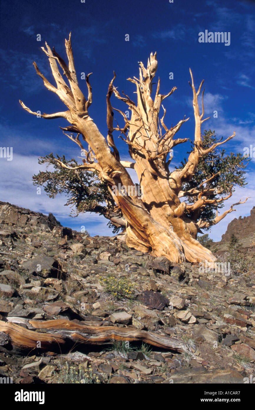 Bristle cone pine tree hi-res stock photography and images - Alamy