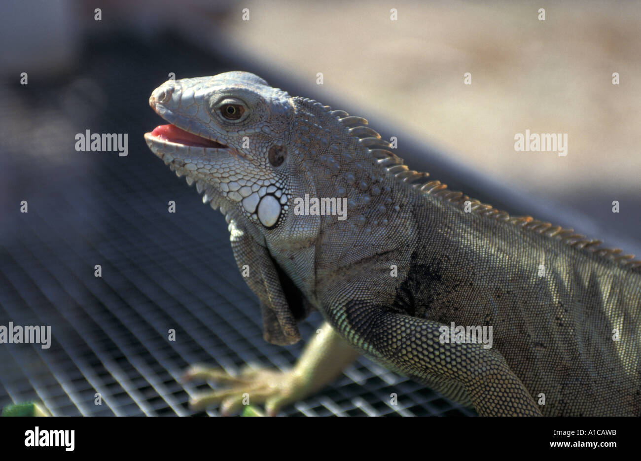 Larry the Lizard Stock Photo - Alamy