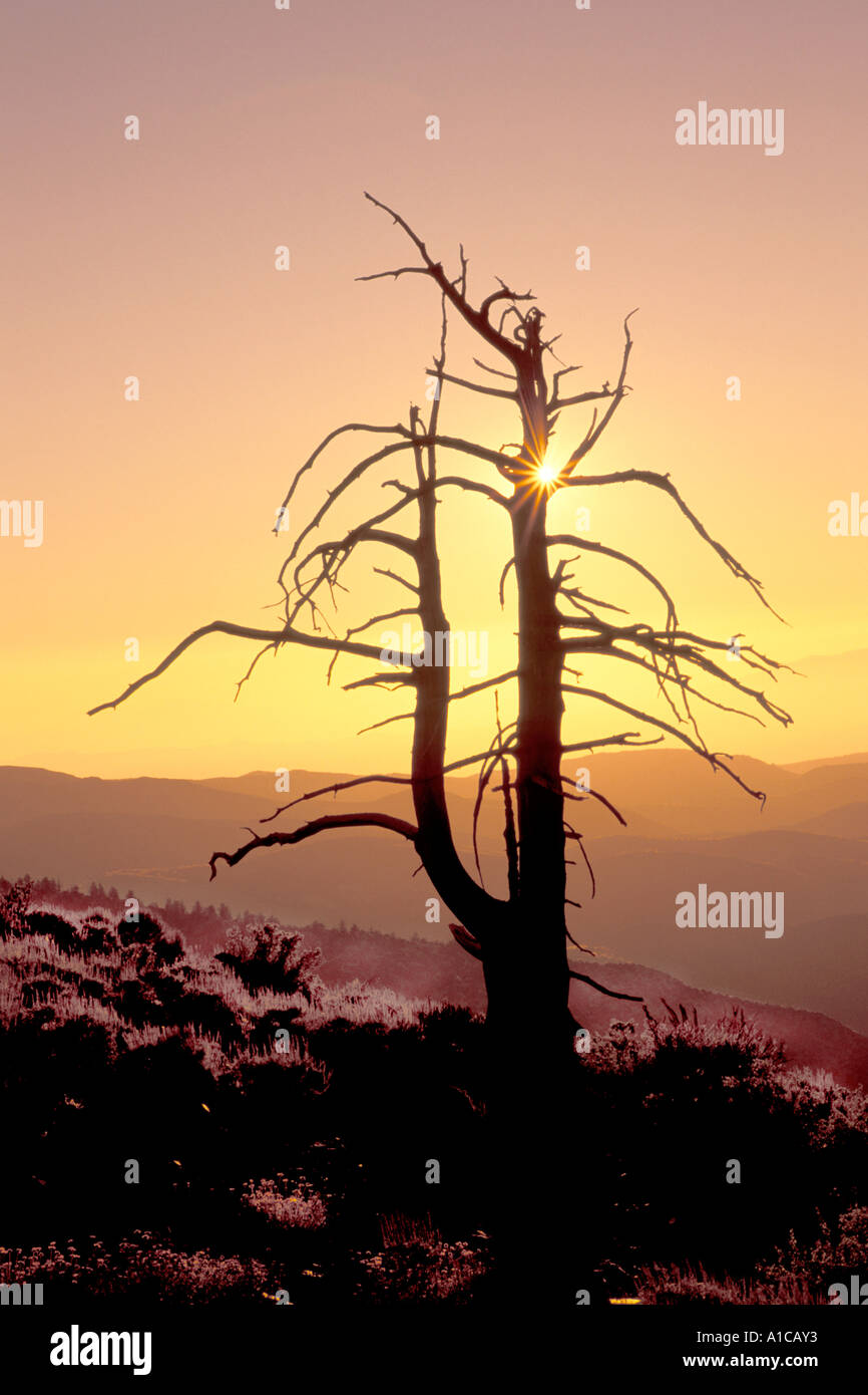 bristle cone pine tree ancient old oldest Stock Photo - Alamy