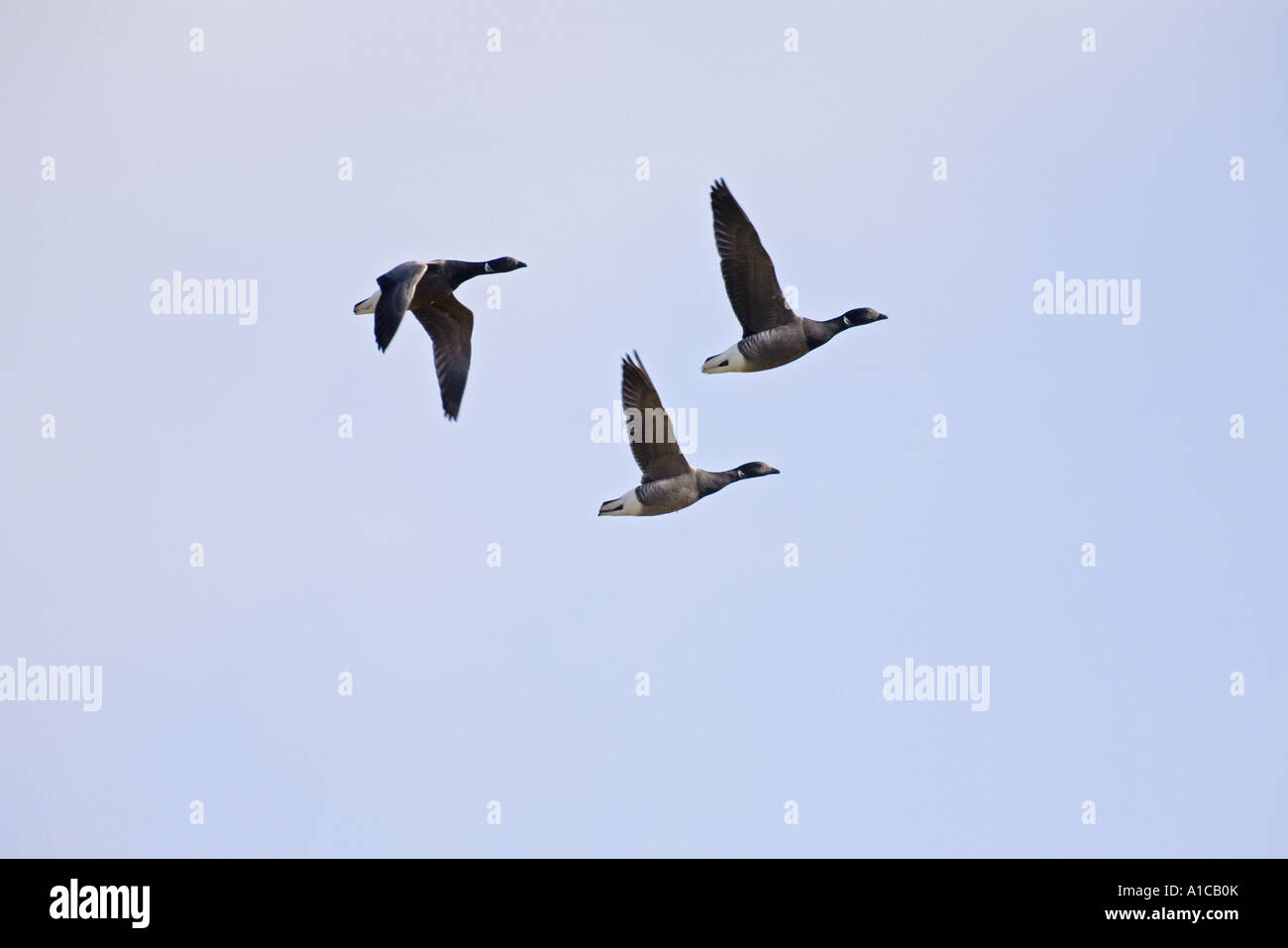 brent goose (Branta bernicla), three flying individuals Stock Photo - Alamy