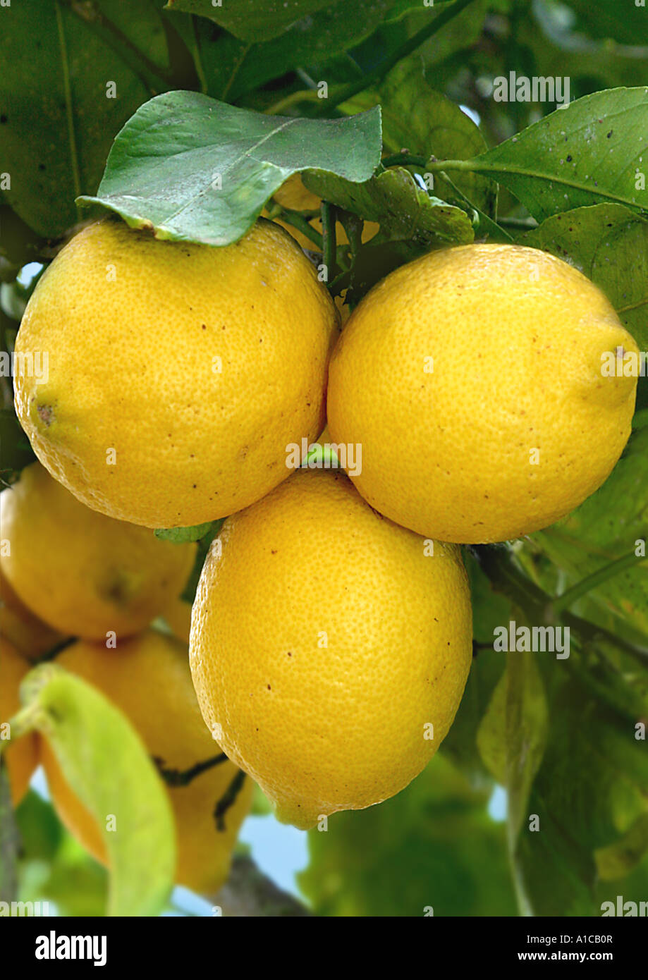 lemon (Citrus limon), ripe fruits on tree Stock Photo - Alamy