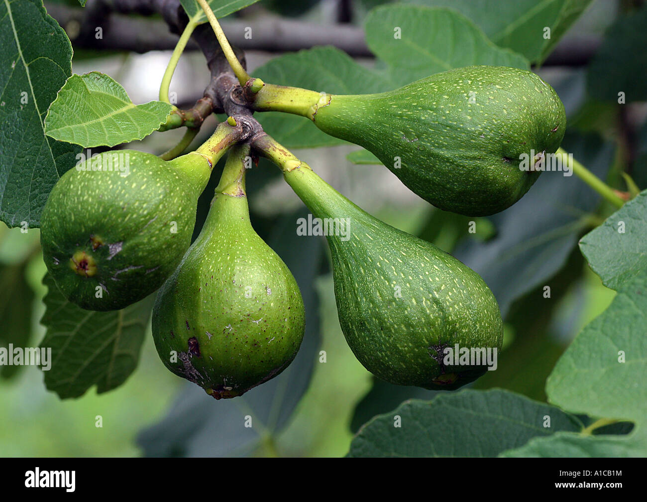 edible fig, common fig (Ficus carica), fruits Stock Photo - Alamy