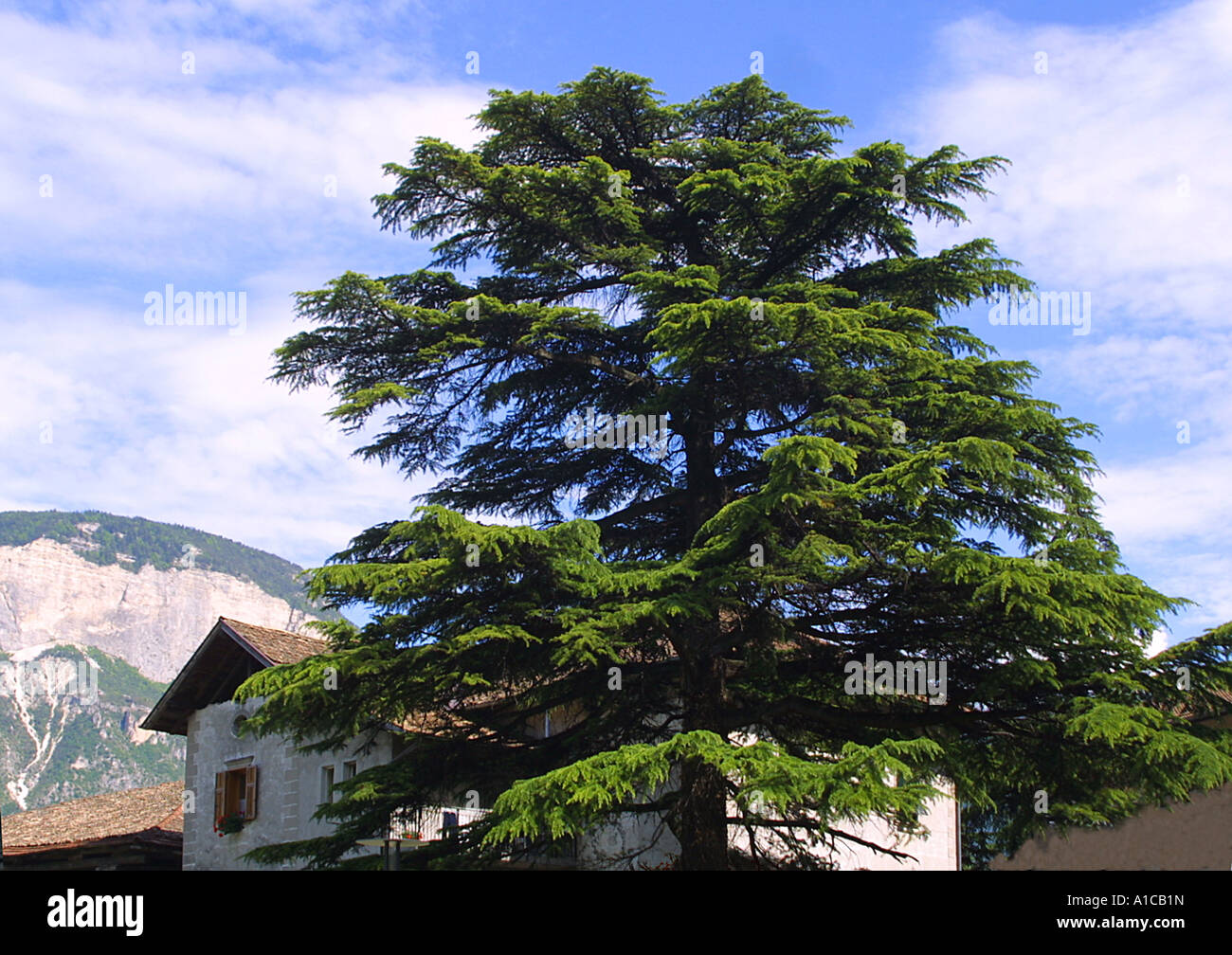 African cedar (Cedrus atlantica), in front of mountain landscape, Italy ...