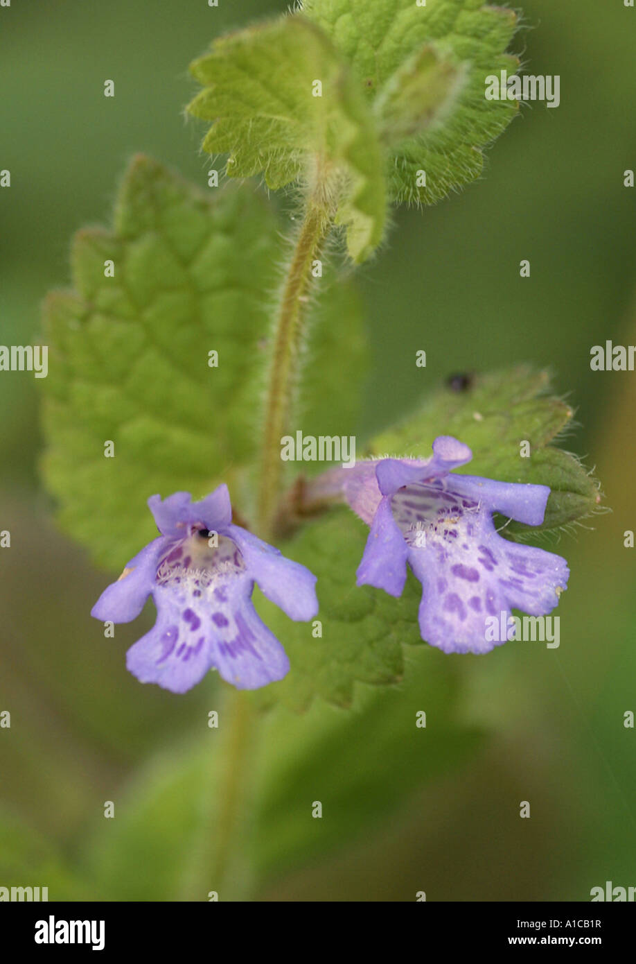 gill-over-the-ground, ground ivy (Glechoma hederacea), flowering Stock ...
