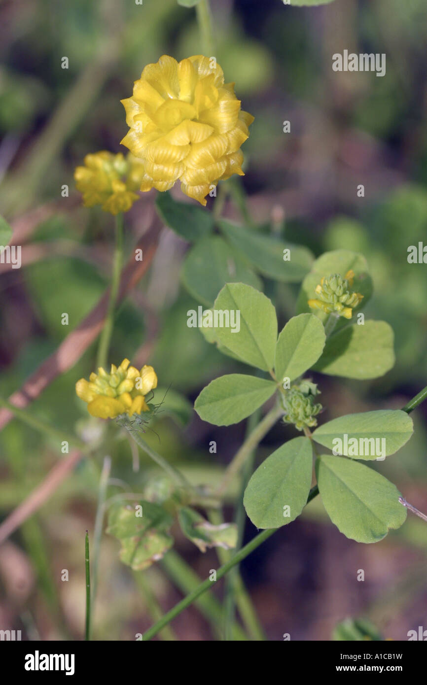 larger hop clover, low hop clover (Trifolium campestre), flowering ...