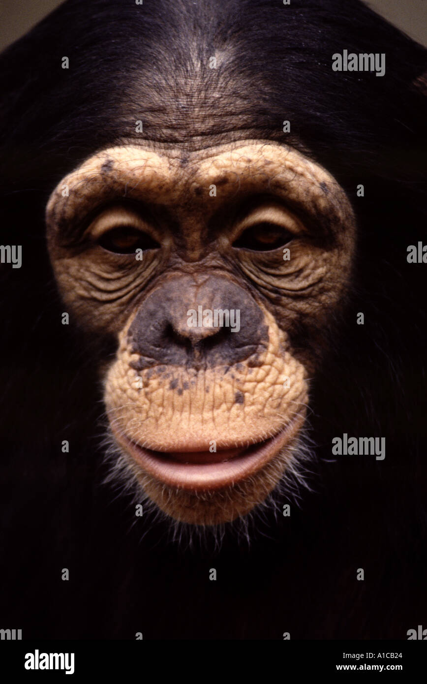 Chimp lips hi-res stock photography and images - Alamy