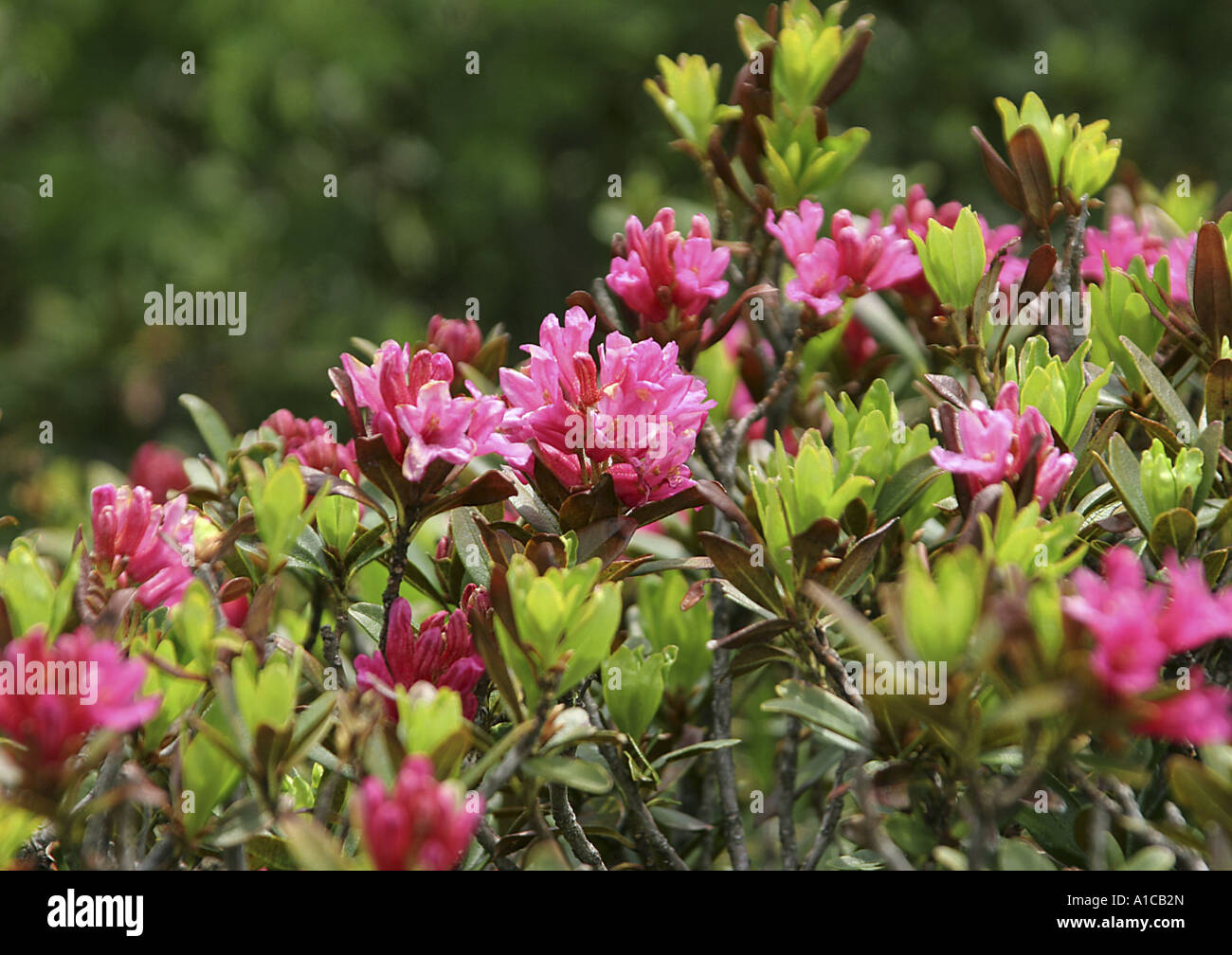 rust-leaved alpine rose (Rhododendron ferrugineum), flowering Stock ...