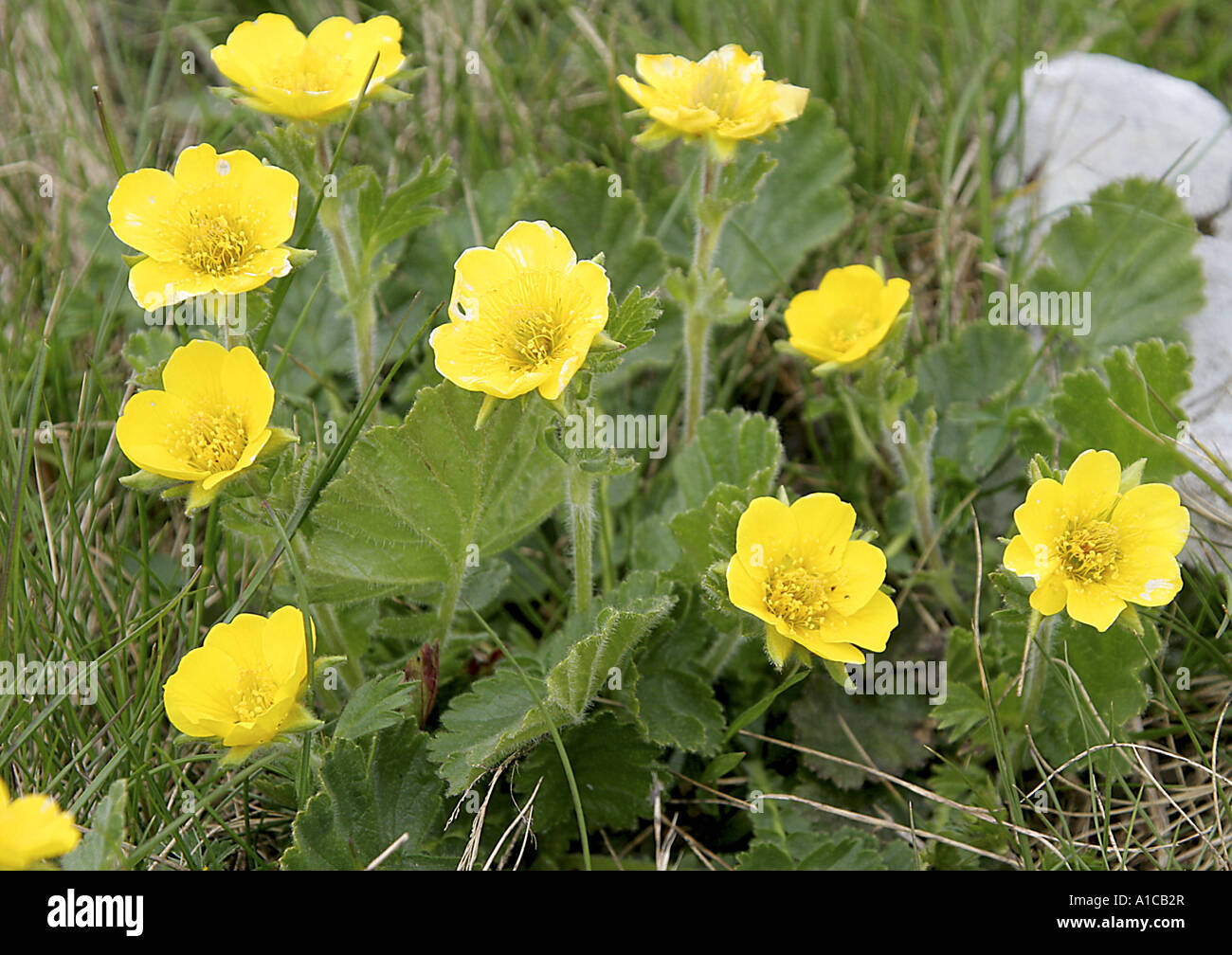 Alpine avens (Geum montanum), flowering Stock Photo - Alamy