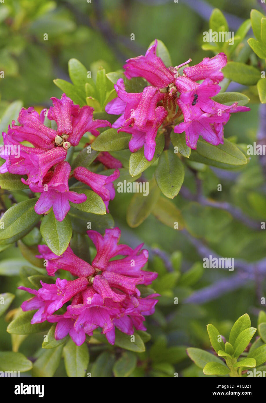 rust-leaved alpine rose (Rhododendron ferrugineum), flowering Stock ...